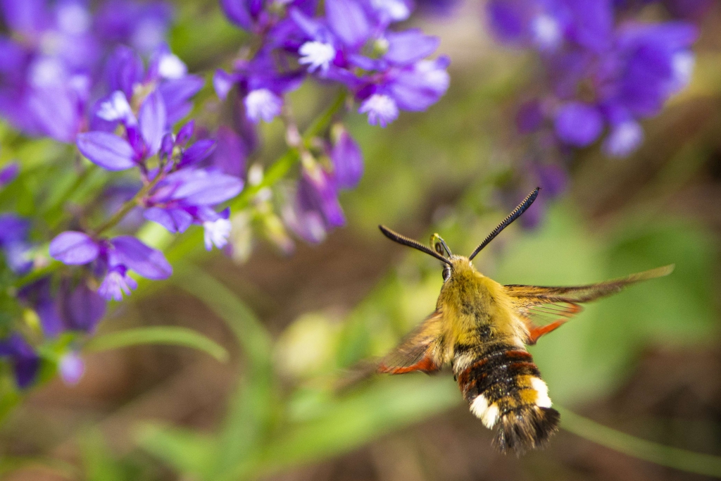 Insectes de mon jardin